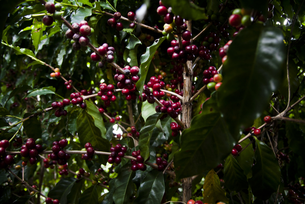 Our Coffee - Ceca S.A.